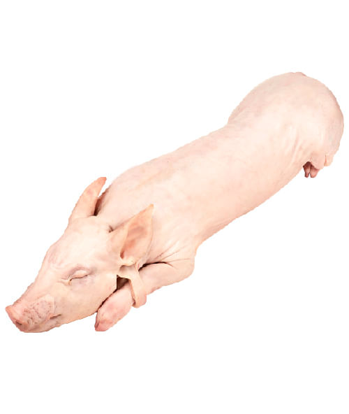 Lechón Entero x Kg